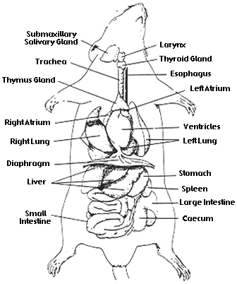 Rat Anatomy - Head, Thoracic, and Abdominal Organs